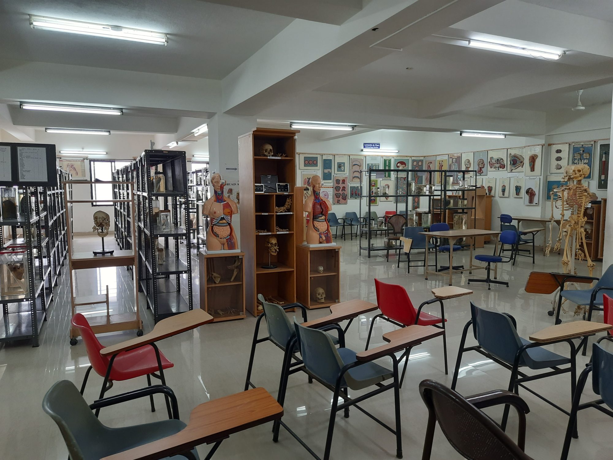 Anatomy – SUT Academy of Medical Sciences
